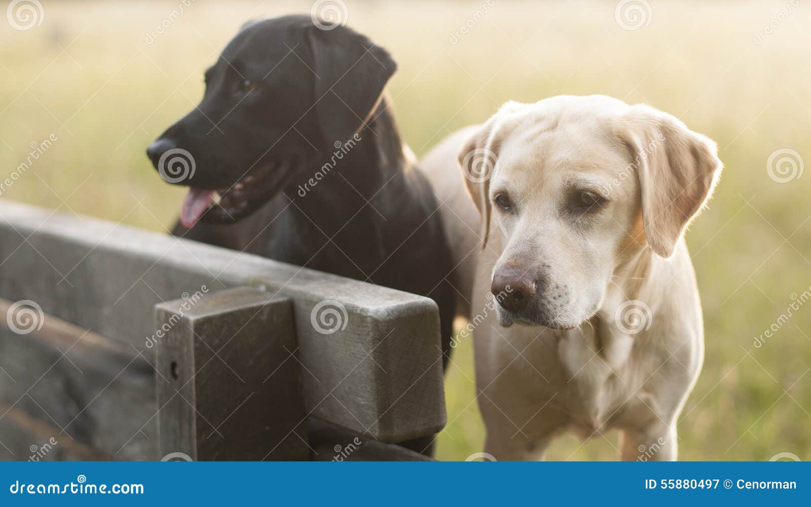 Labradors on a bench stock image. Image of labradors - 55880497