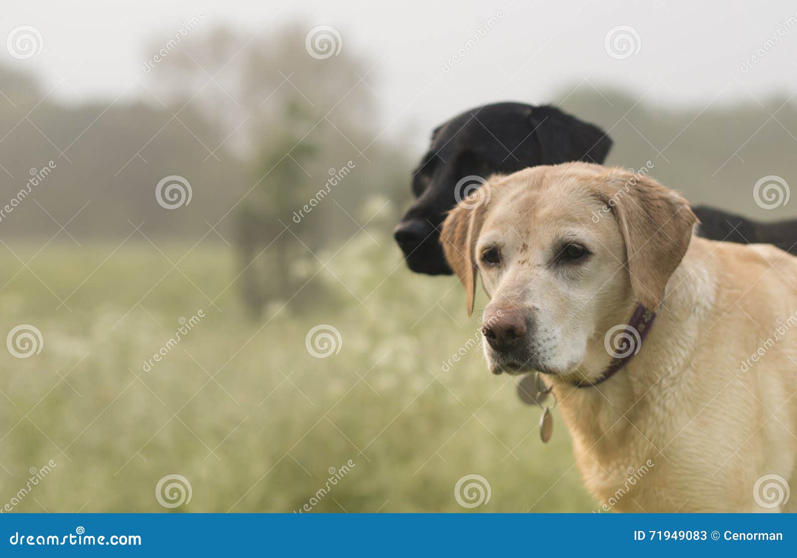 Labradors stock image. Image of morning, labradors, yellow - 71949083