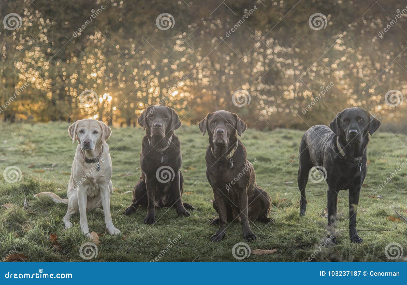 Four Labradors Stock Image | CartoonDealer.com #49089733