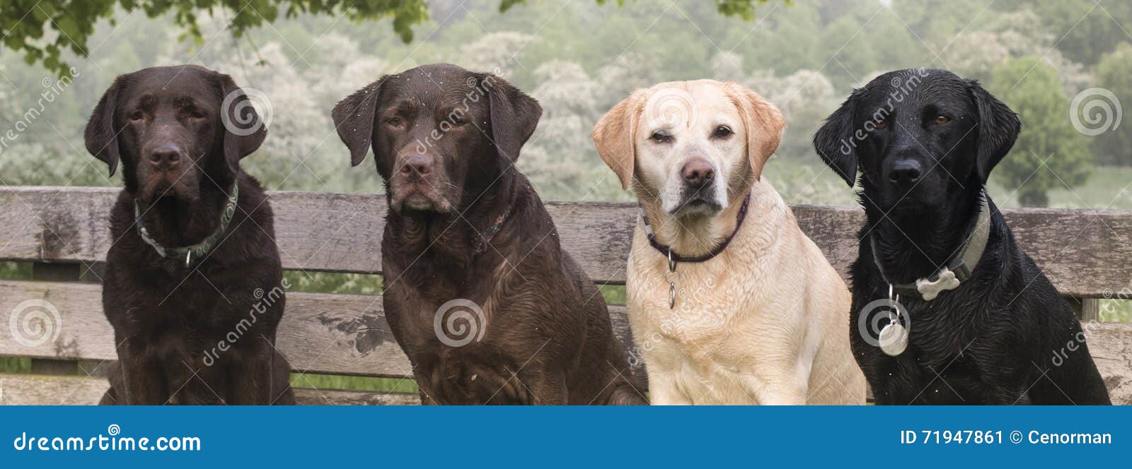 Four Labradors Stock Image | CartoonDealer.com #49089733