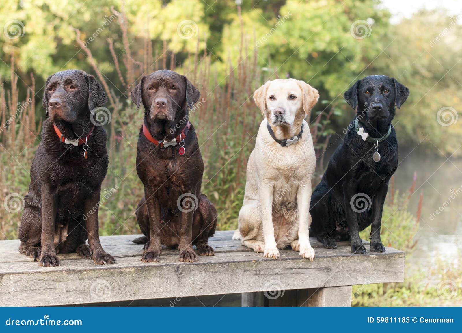Labradors stock image. Image of puppy, labradors, four - 59811183