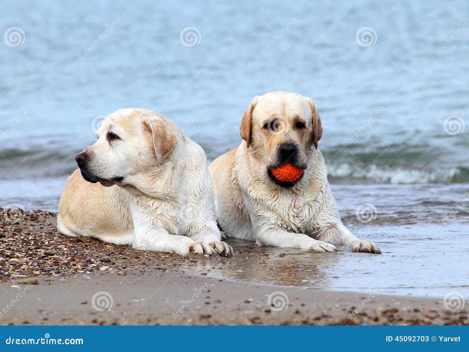 Labradors at the Sea with a Ball Stock Image - Image of golden, sand ...
