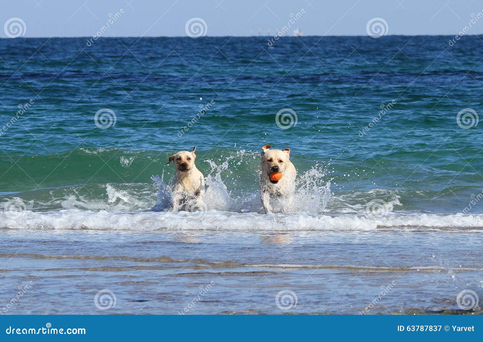 Labradors at the sea stock image. Image of white, adorable - 63787837