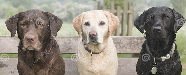 3 labradors stock image. Image of chair, summer, dogs - 71948145