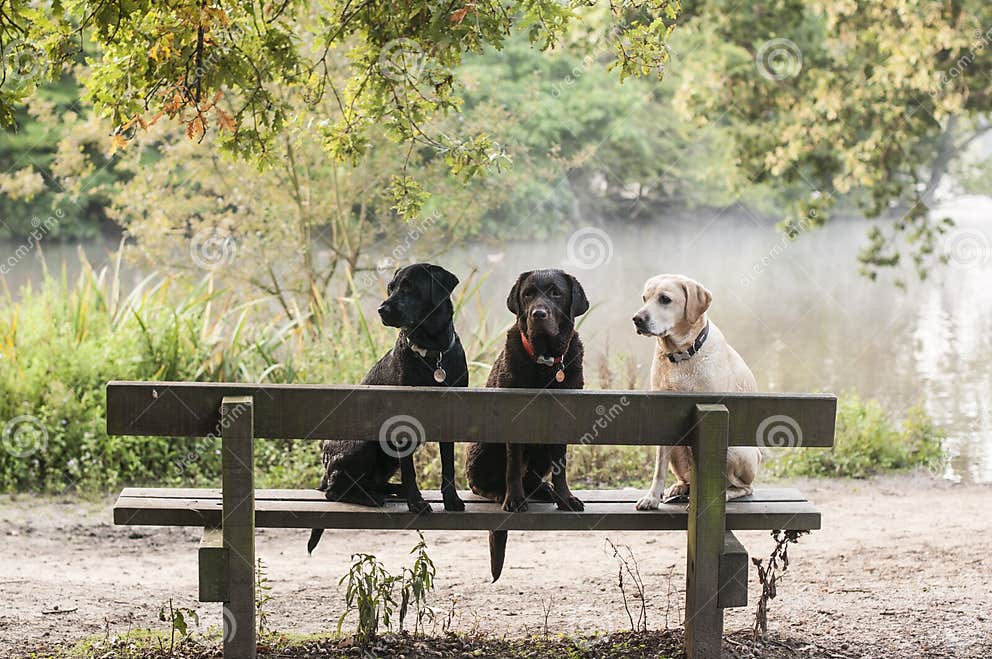 Labradors stock image. Image of labrador, bench, four - 59811243
