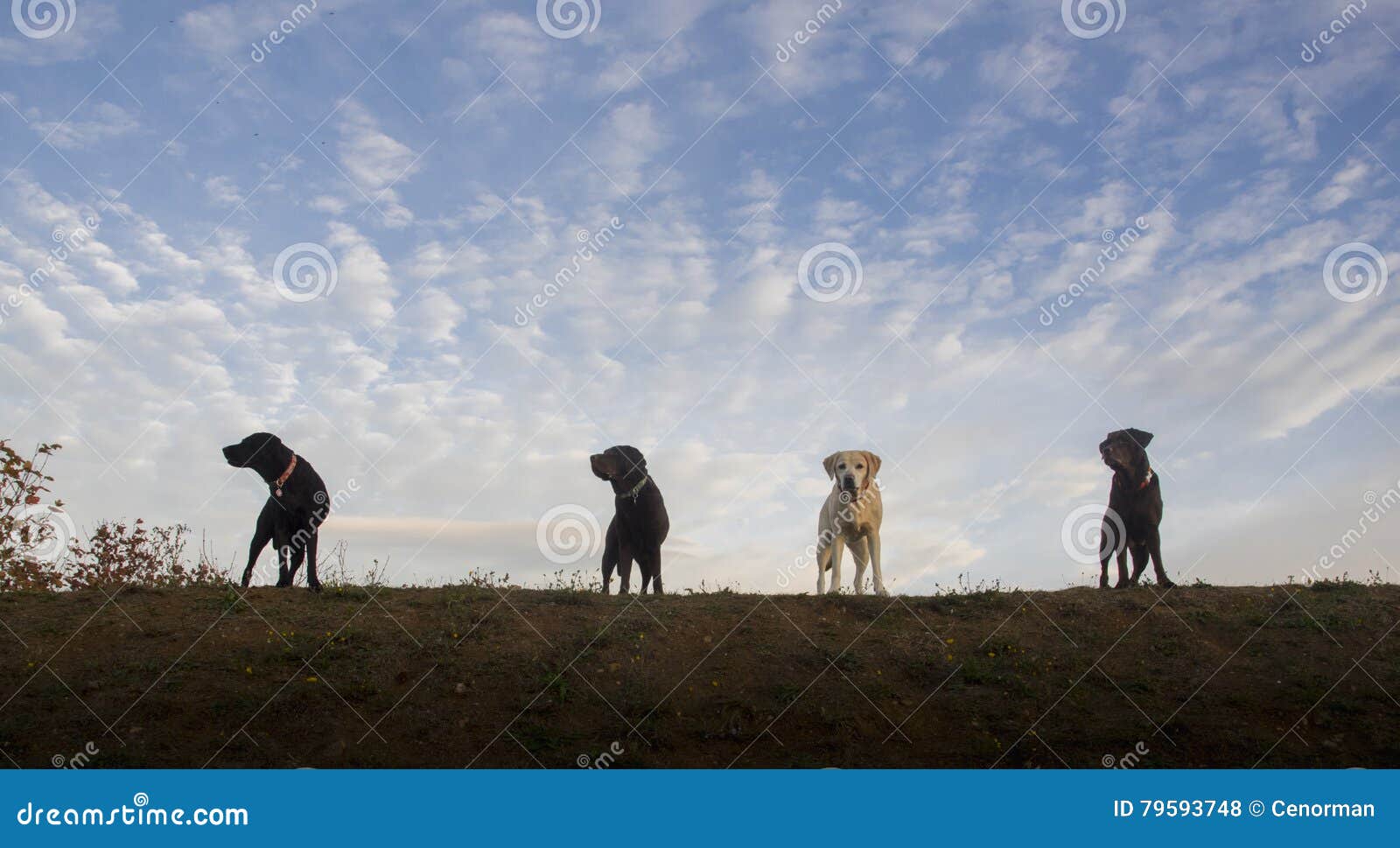 4 labradors stock photo. Image of retriever, hill, cute - 79593748