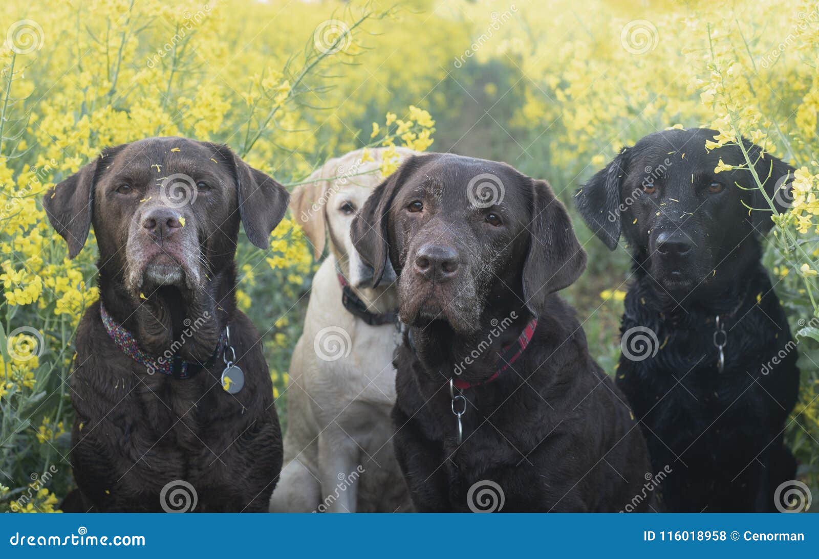 Labradors in the Yellow Fields Stock Photo - Image of sunrise, four ...
