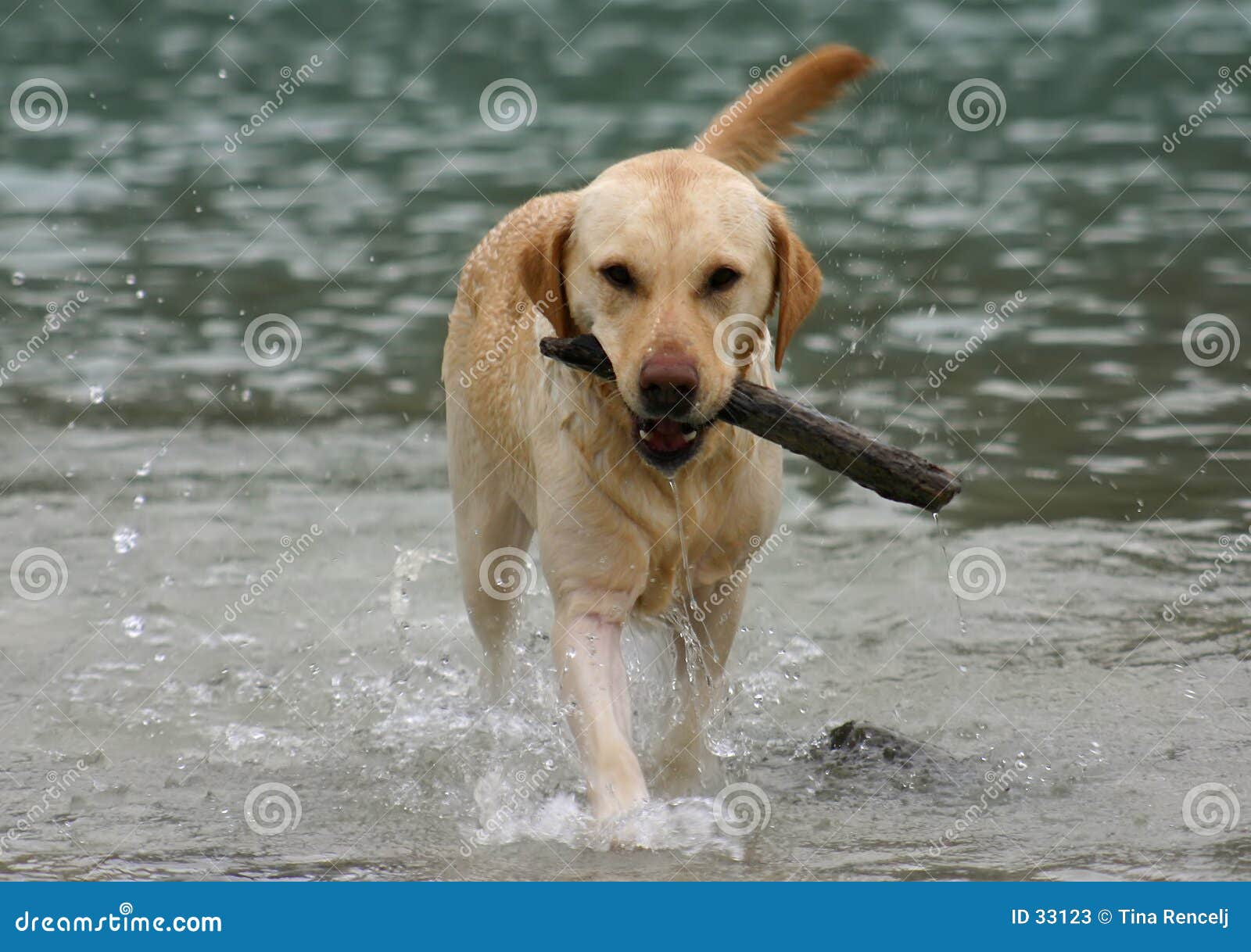 Labradror Retriever Retrieving Stock Image - Image of look, canada: 33123