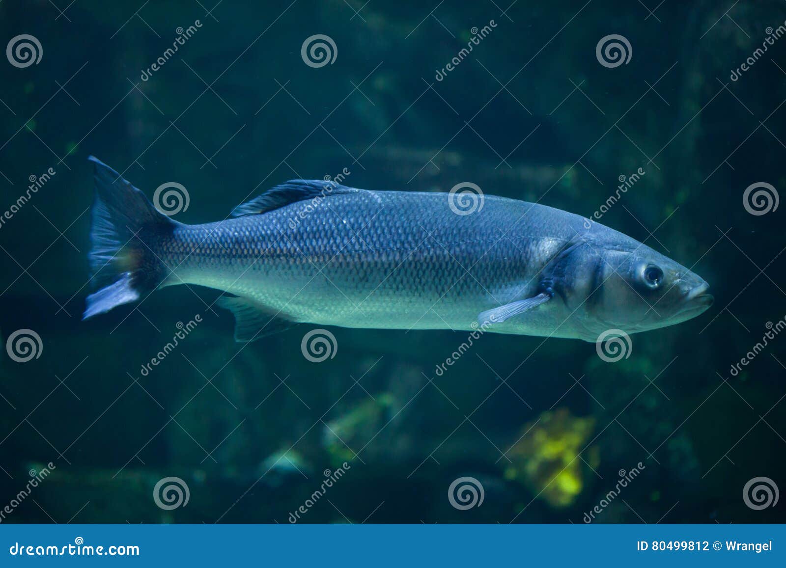 Labrax Europeu De Dicentrarchus Do Seabass Foto de Stock - Imagem de ...