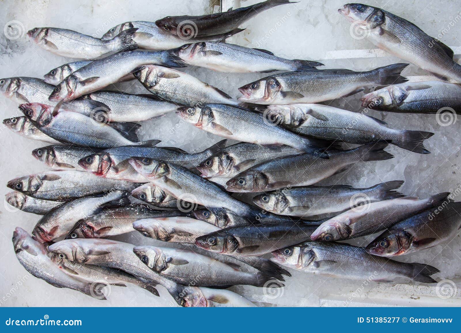 Labrax or Seabass on a Fish Market Stock Image - Image of lavrakia ...