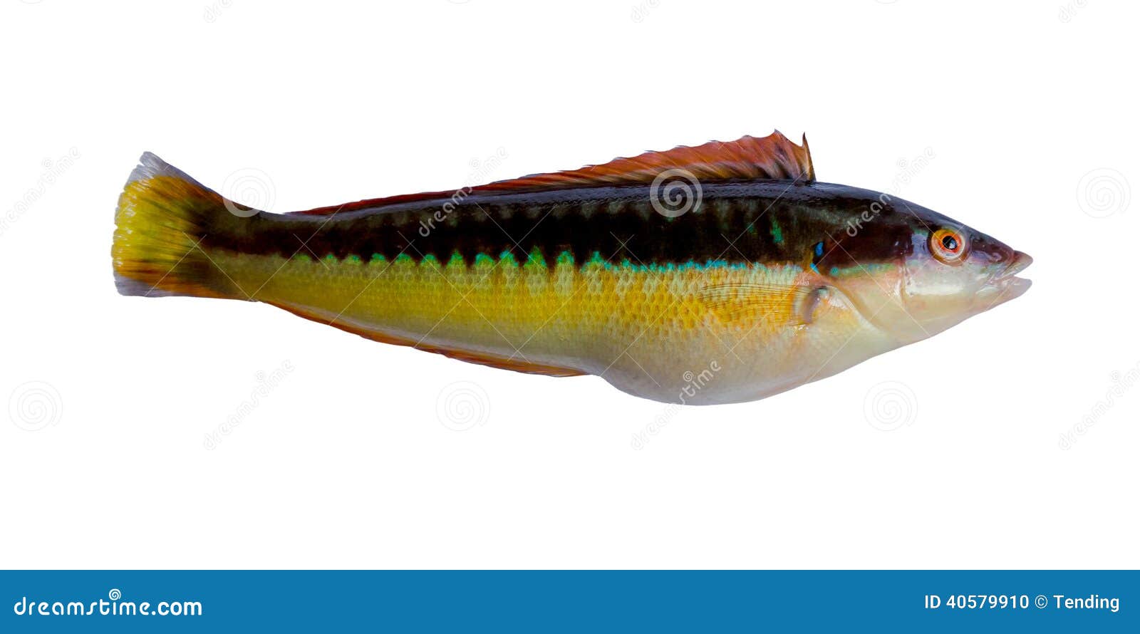 Labro Comune Dell'arcobaleno (coris Julis) Fotografia Stock - Immagine ...