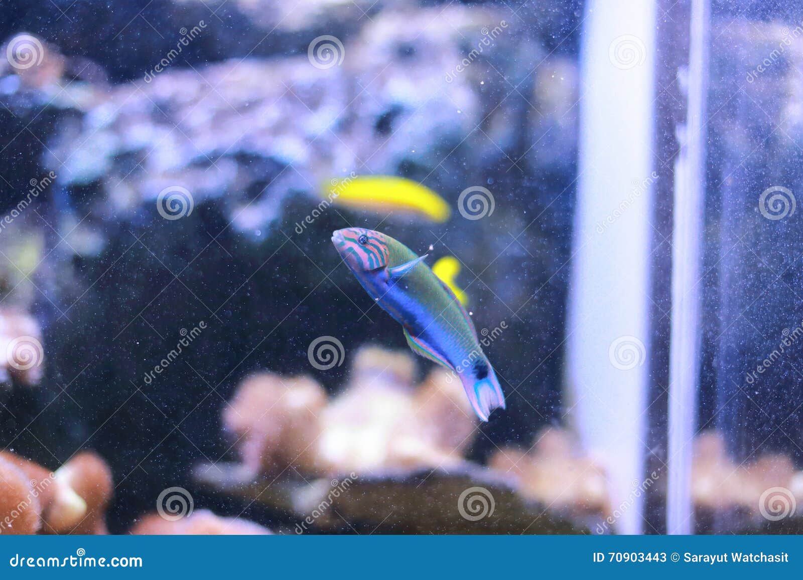 Labro Comune Mediterraneo Dell'arcobaleno Immagine Stock - Immagine di ...