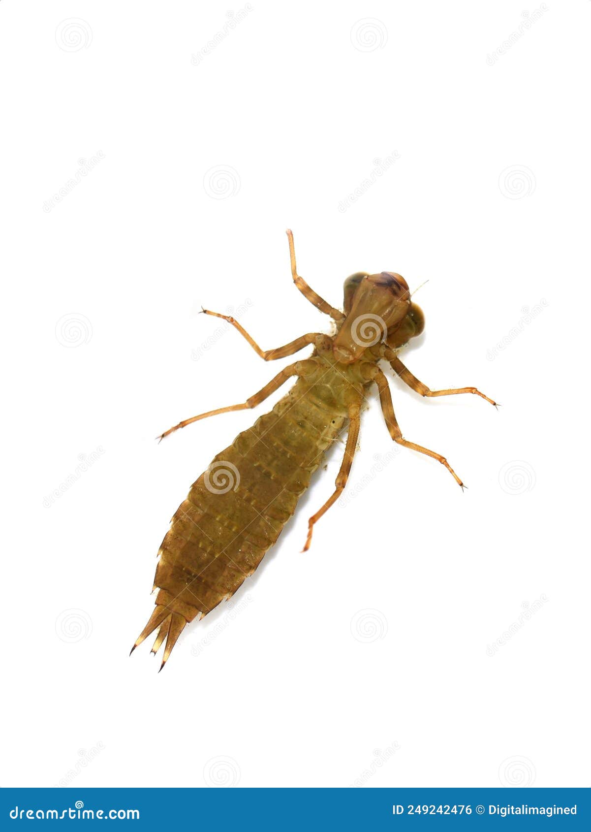 Dragonfly Nymph Under Side Labrum Stock Photo - Image of fresh ...