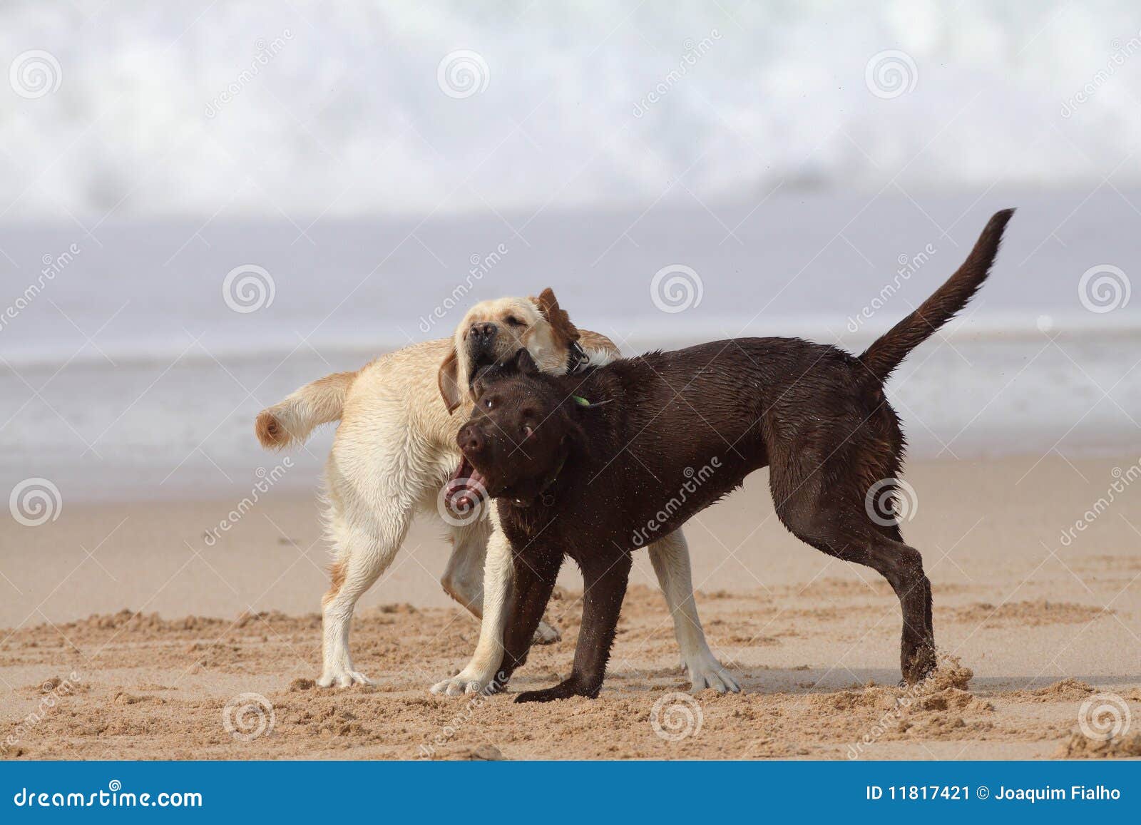 Labs on the beach. stock image. Image of sand, fight - 11817421