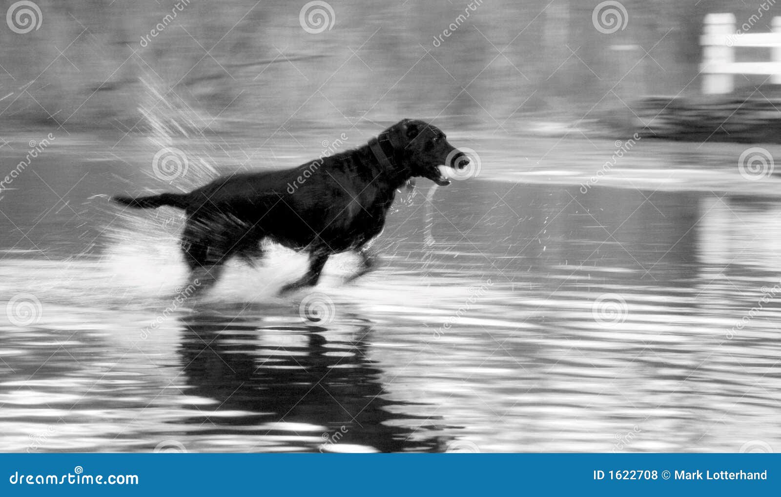 A Labs Heaven Picture. Image: 1622708