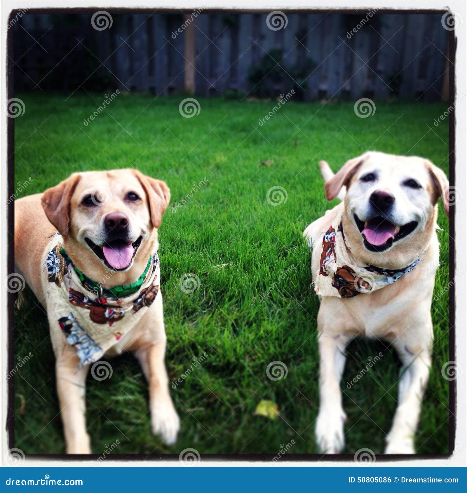 Labs stock photo. Image of labs, yellow, happy, labrador - 50805086