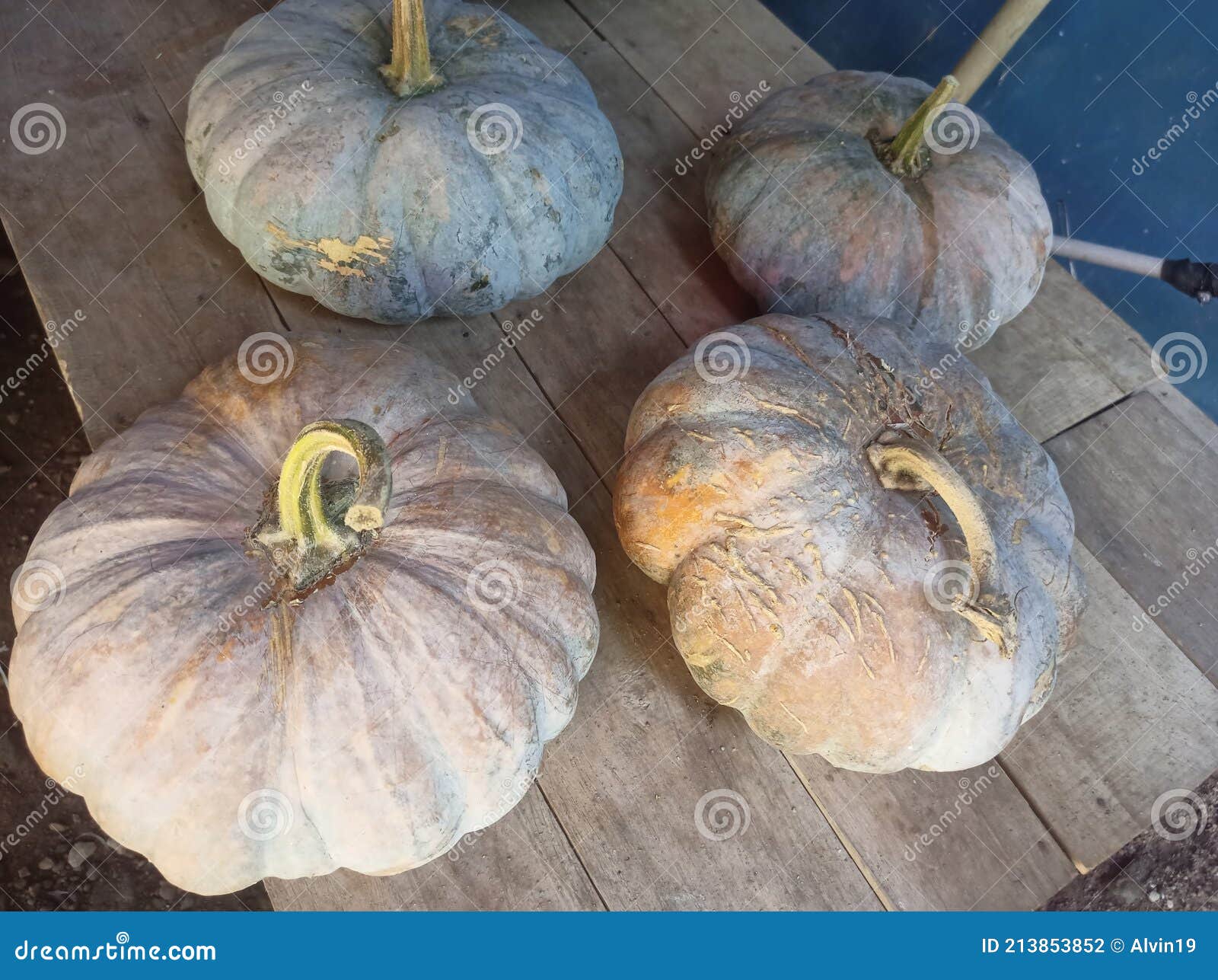 Labu indonesia stock photo. Image of halloween, pumkin - 213853852