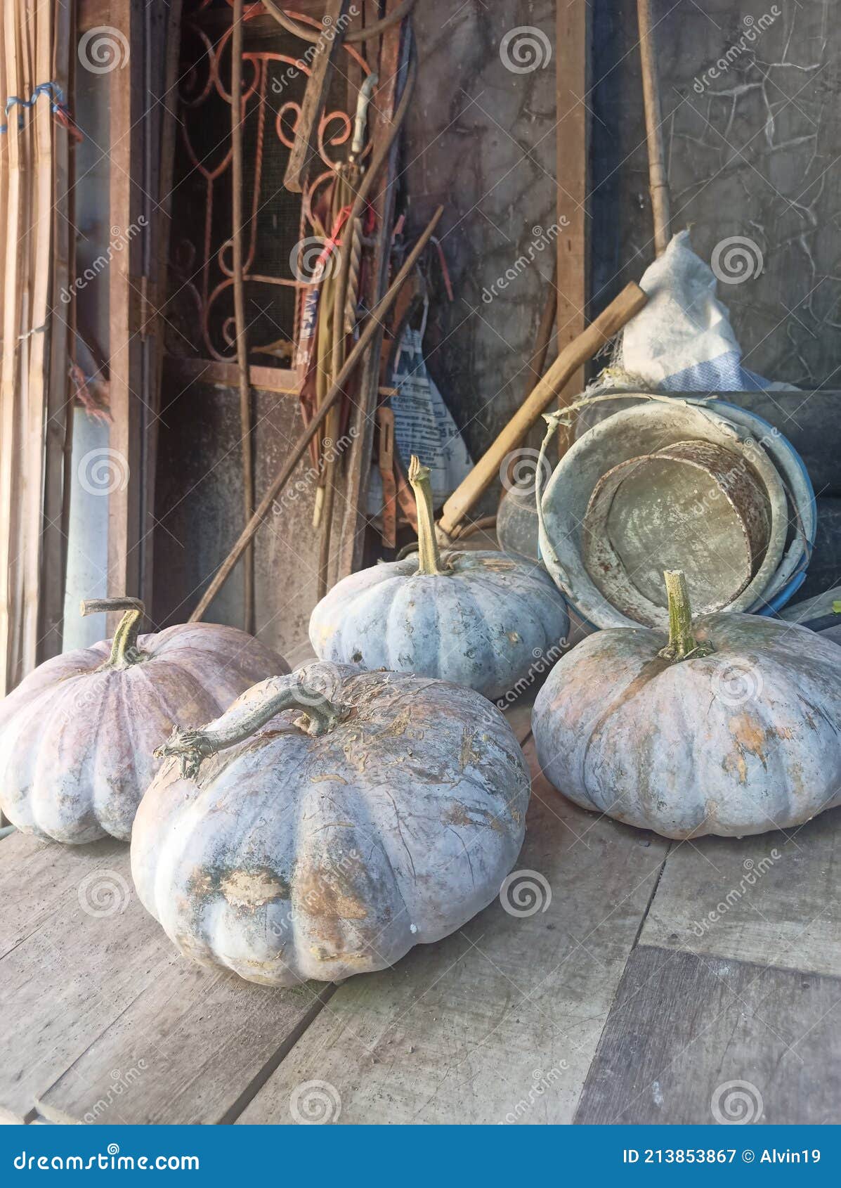Labu indonesia stock image. Image of trees, vegetables - 213853867