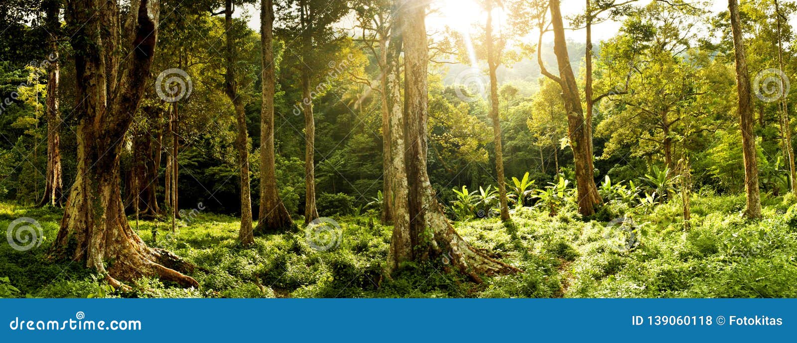 Labuhan Haji Aceh,forest at Day Stock Photo - Image of flora, area ...