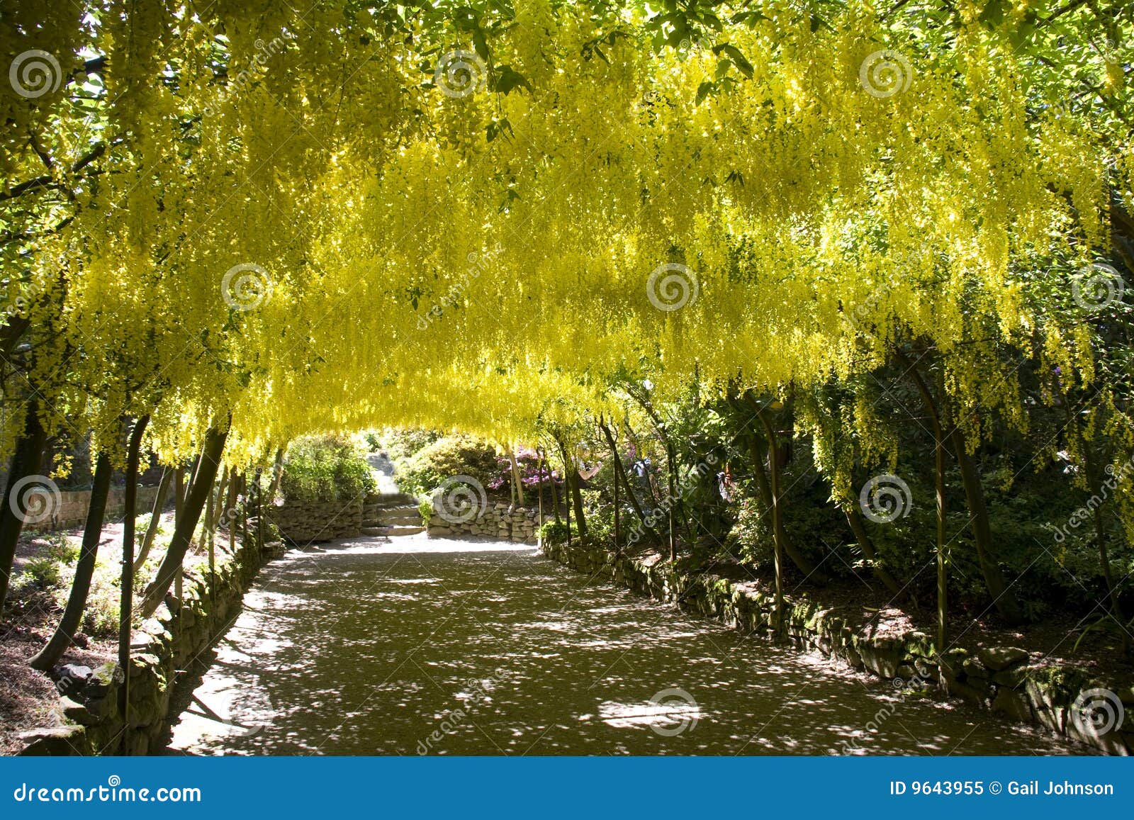 Laburnum Arch stock image. Image of bodnant, britain, plant - 9643955