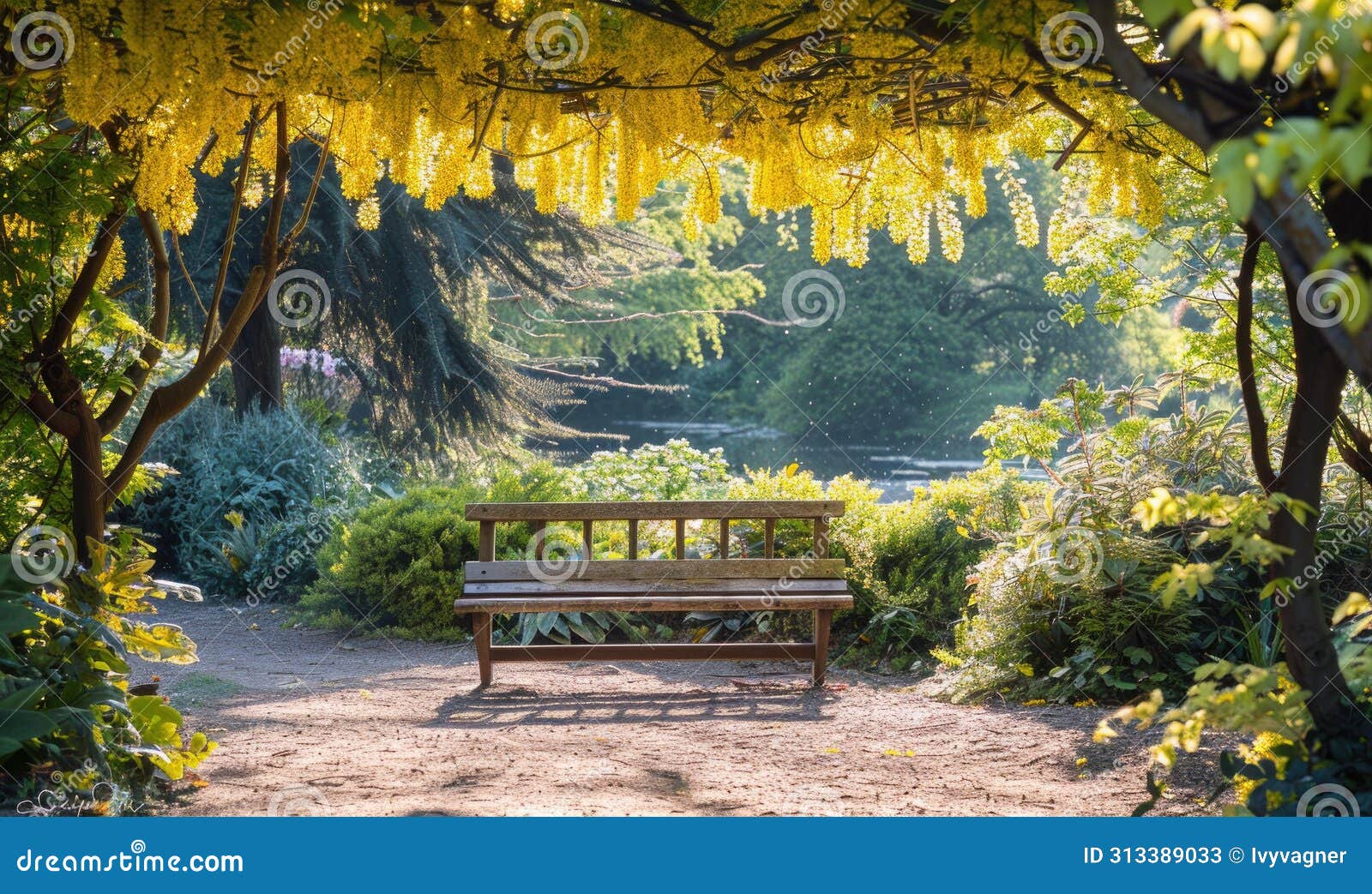 Laburnum Branches Arching Over a Garden Bench Stock Image - Image of ...