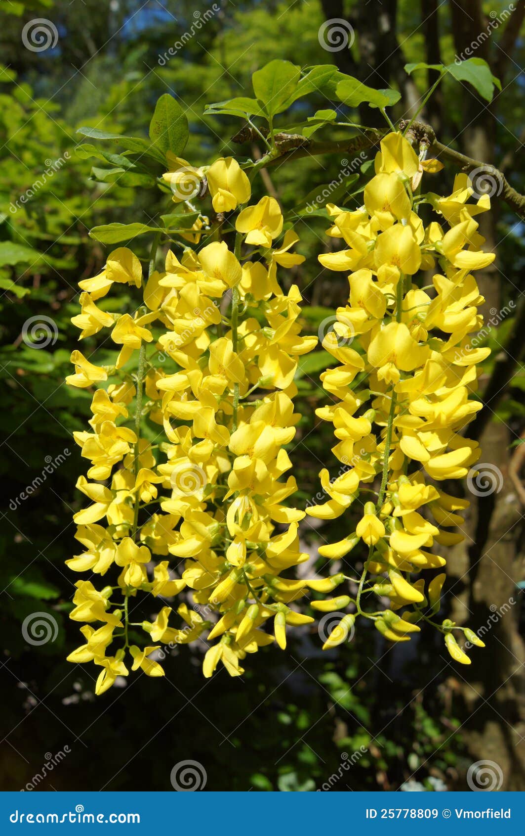 Laburnum flowers stock image. Image of poison, spring - 25778809