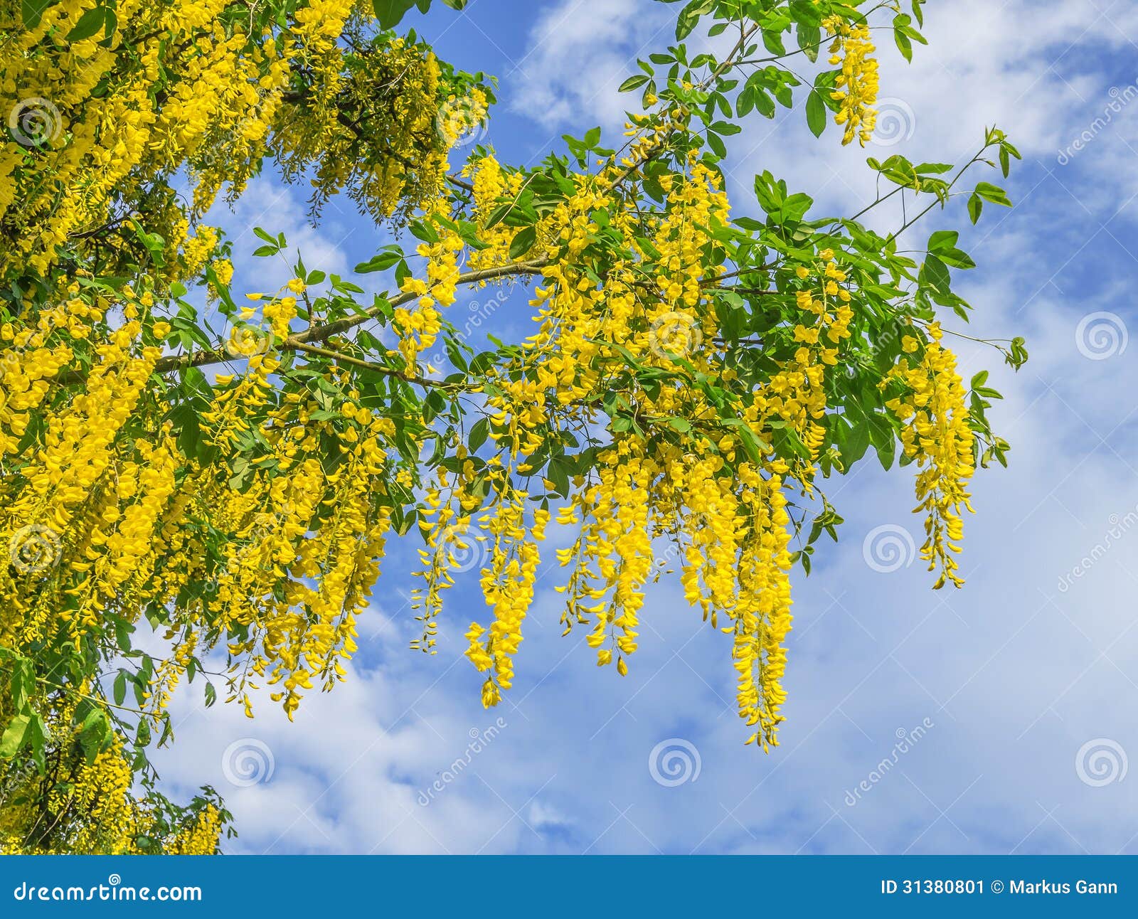 Laburnum stock image. Image of blue, plant, ratchaphruek - 31380801