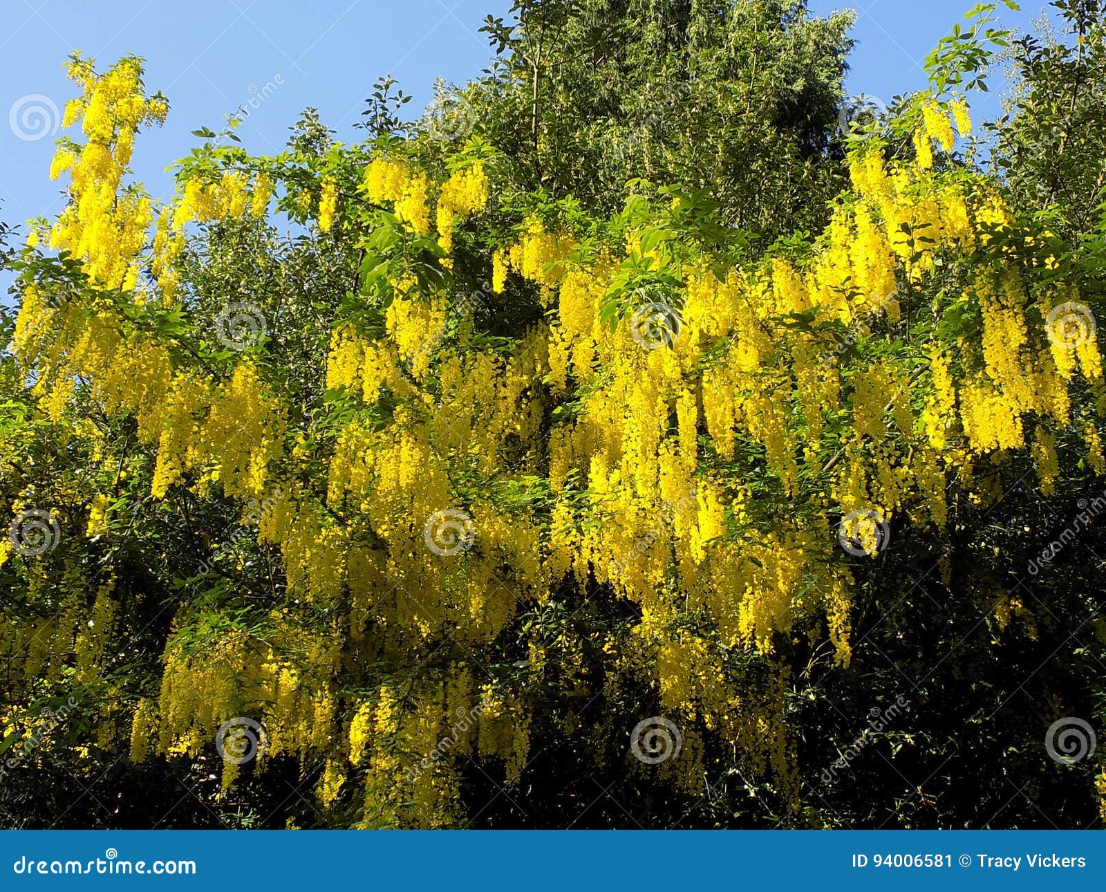 Laburnum in the sun stock image. Image of yellow, laburnum - 94006581