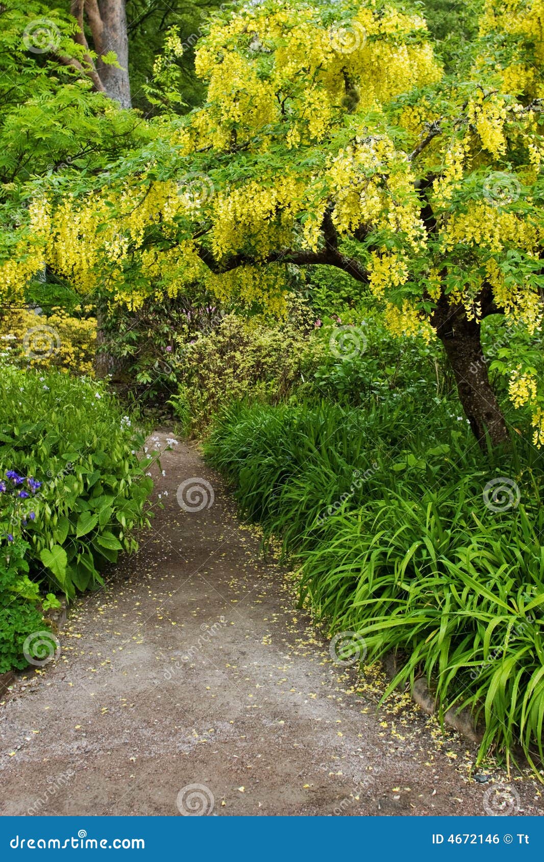 Laburnum tree stock photo. Image of blooming, beauty, brightly - 4672146
