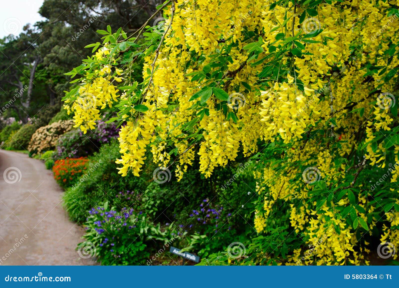 Laburnum tree stock photo. Image of plant, blooming, blossom - 5803364