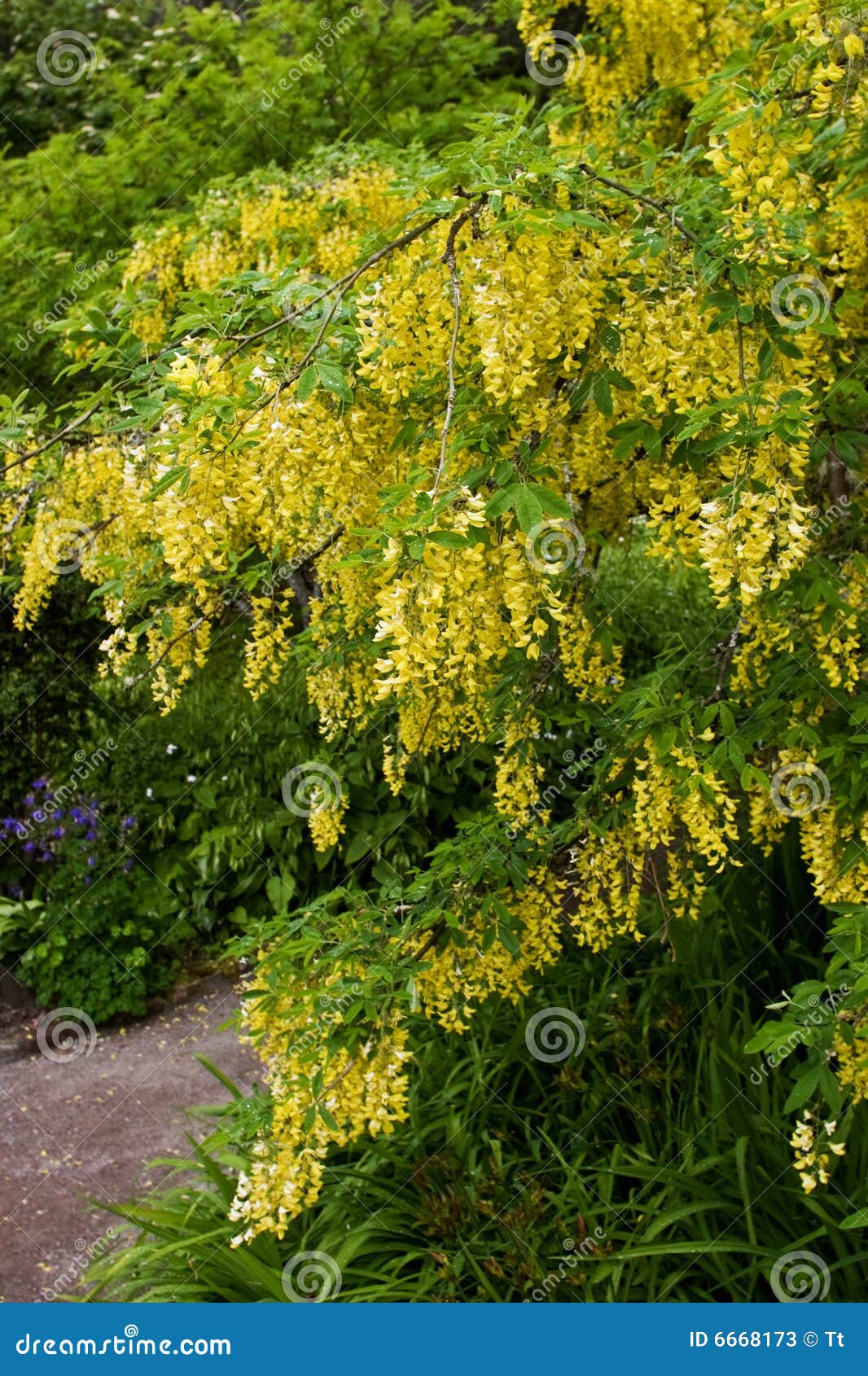 Laburnum tree stock image. Image of colorful, flower, britain - 6668173