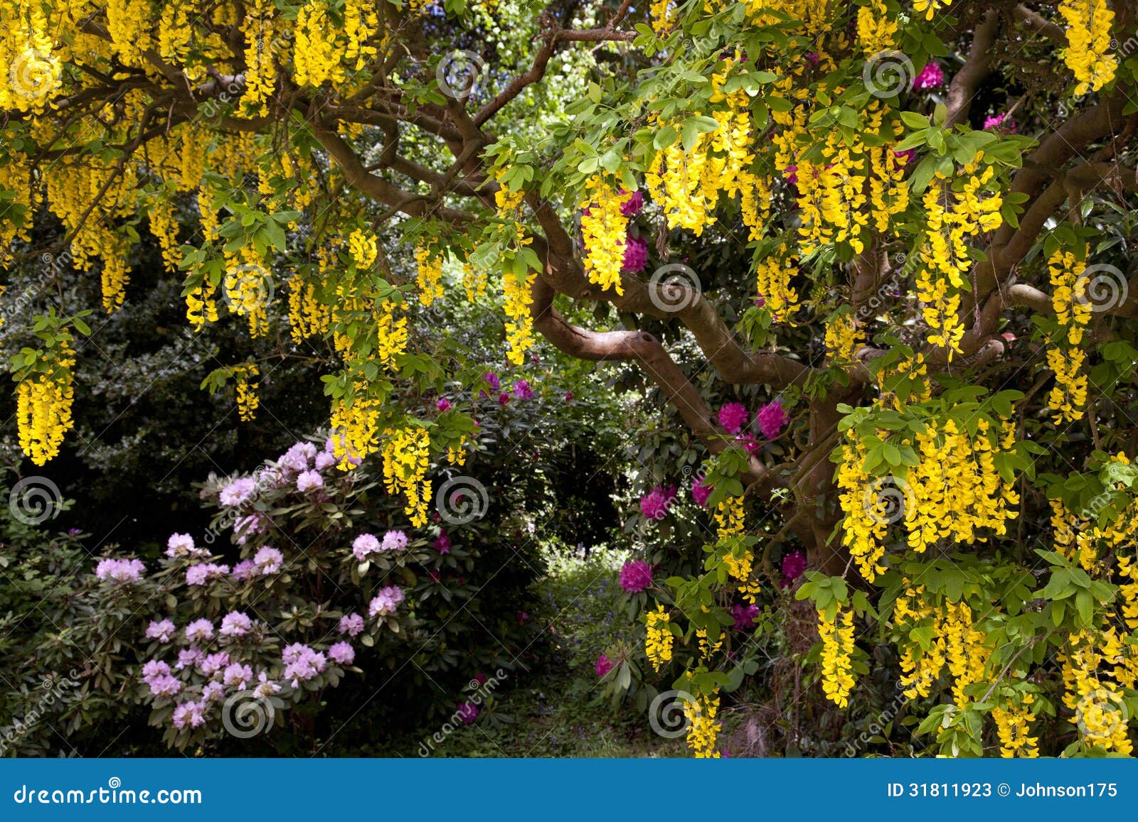 Laburnum Tree stock image. Image of nature, peaflower - 31811923