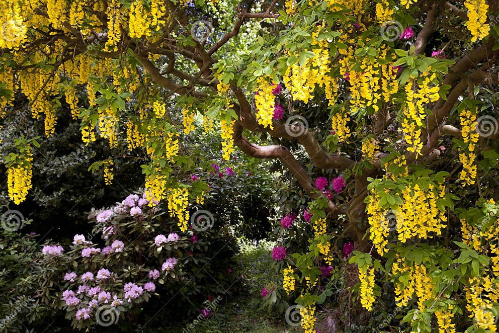 Laburnum Tree stock image. Image of nature, peaflower - 31811923