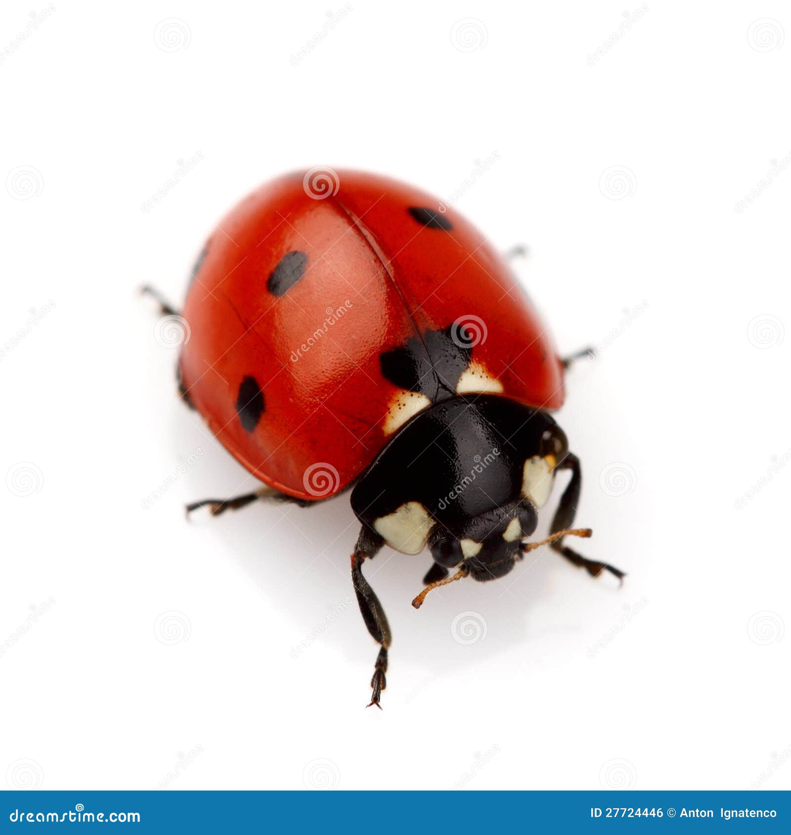 Labybug in close-up stock foto. Image of lieveheersbeestje - 27724446