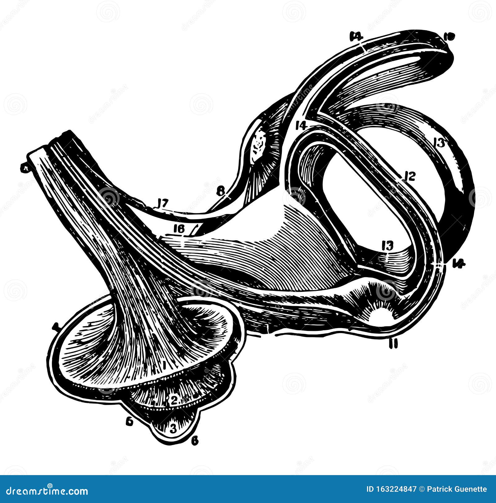 Labyrinth of the Ear, Vintage Illustration Stock Image - Image of white ...