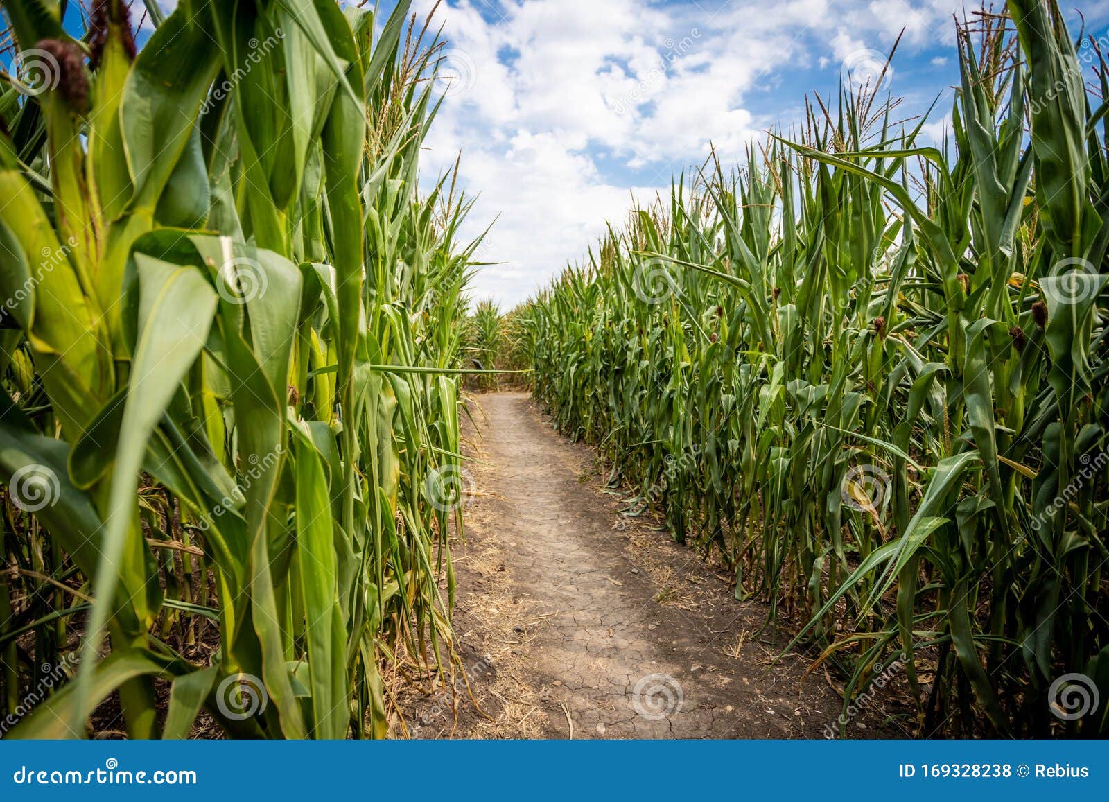 Corn maze stock photo. Image of maze, footpath, corn - 169328238