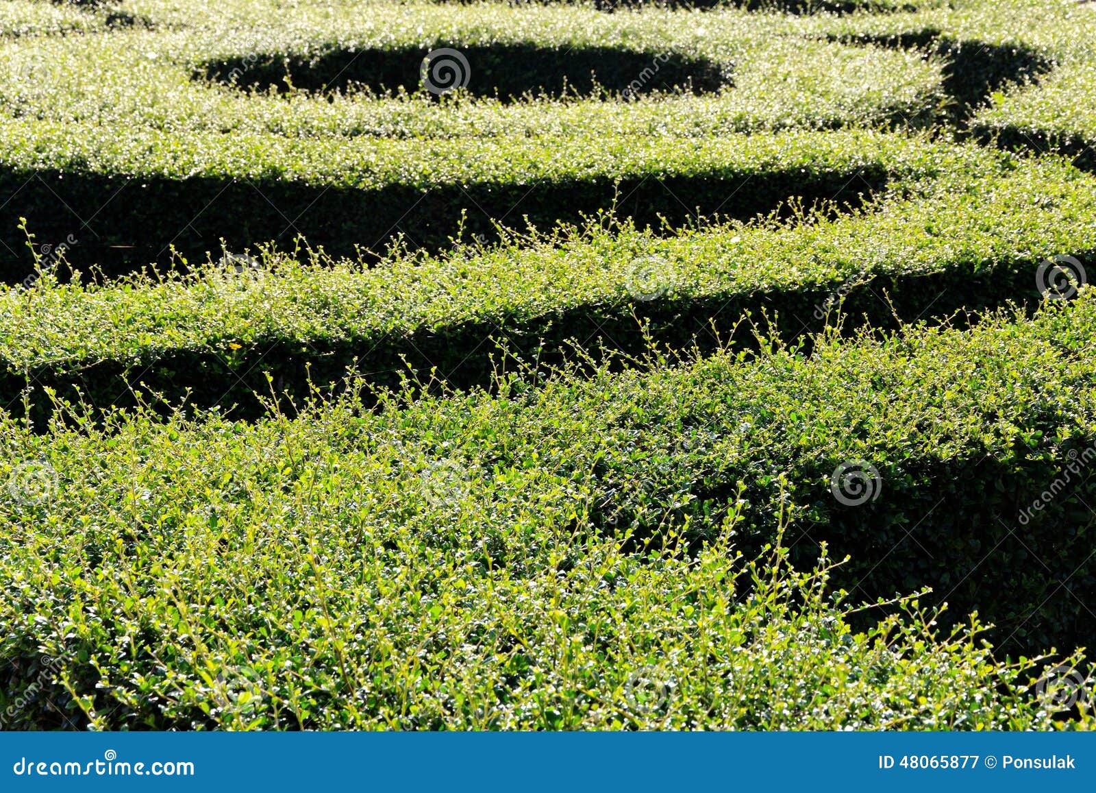 Labyrinth maze stock image. Image of formal, horizontal - 48065877