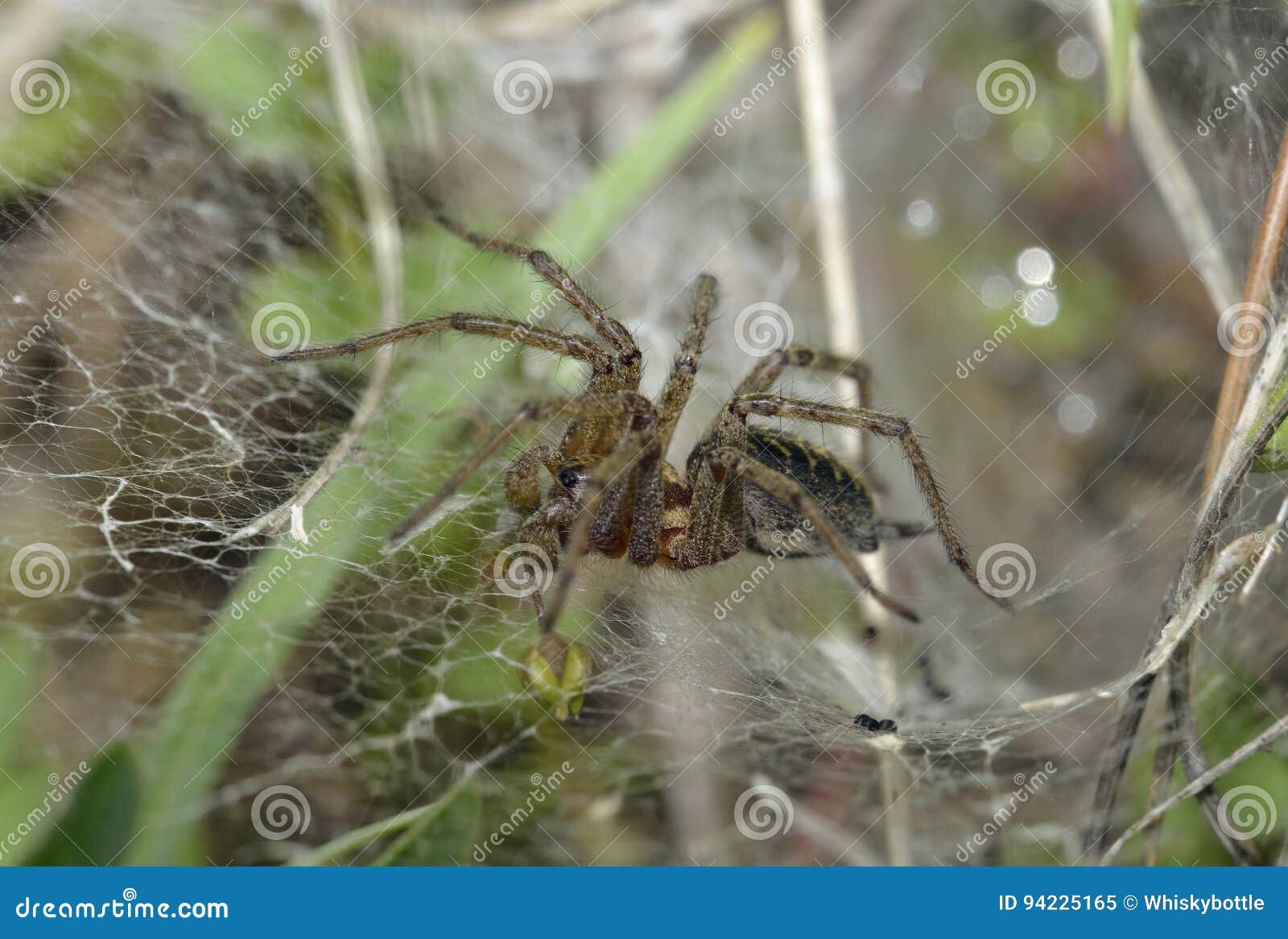 Labyrinth Spider stock image. Image of horizontal ...