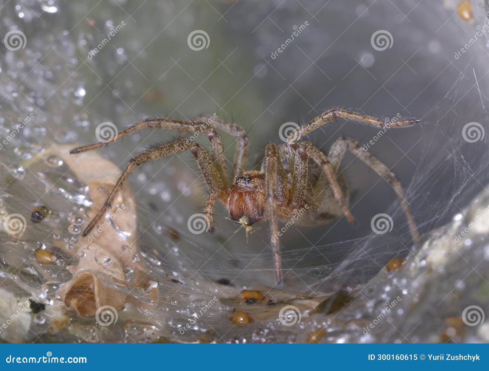 Labyrinth Spider Agelena Labyrinthica Eating Aphid in the Web Funnel ...