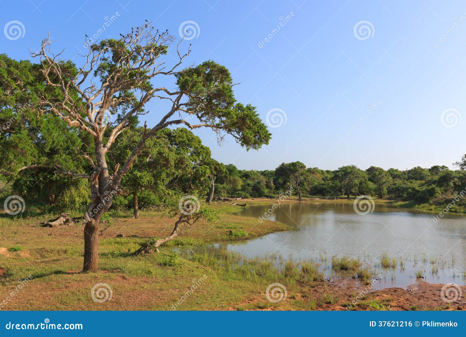 Lac dans la jungle photo stock. Image du nationale, horizontal - 37621216