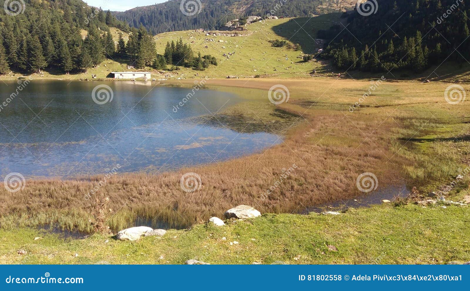 Lac en nature photo stock. Image du vert, aventure, normal - 81802558