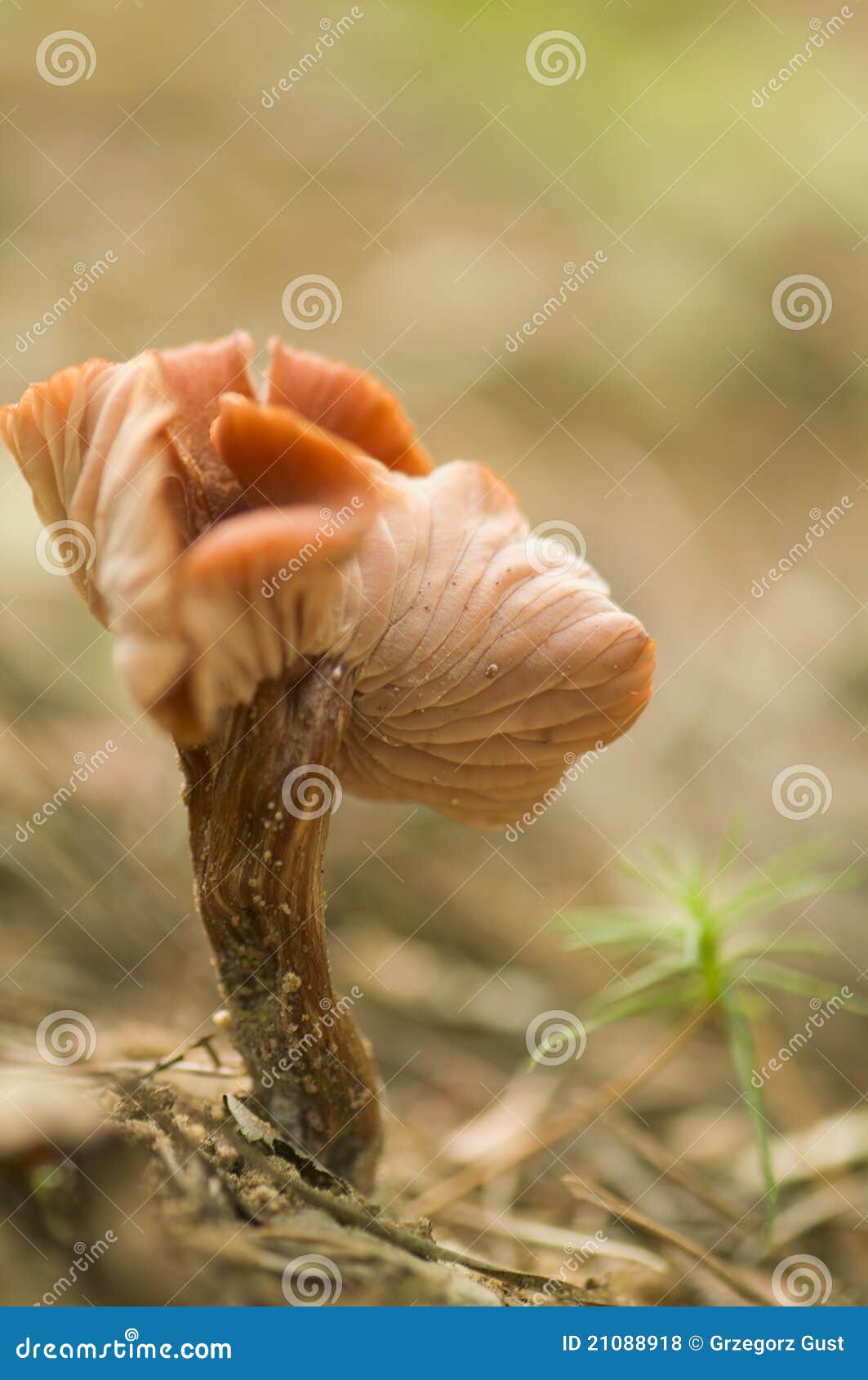 Laccaria laccata stock photo. Image of seedling, laccata - 21088918