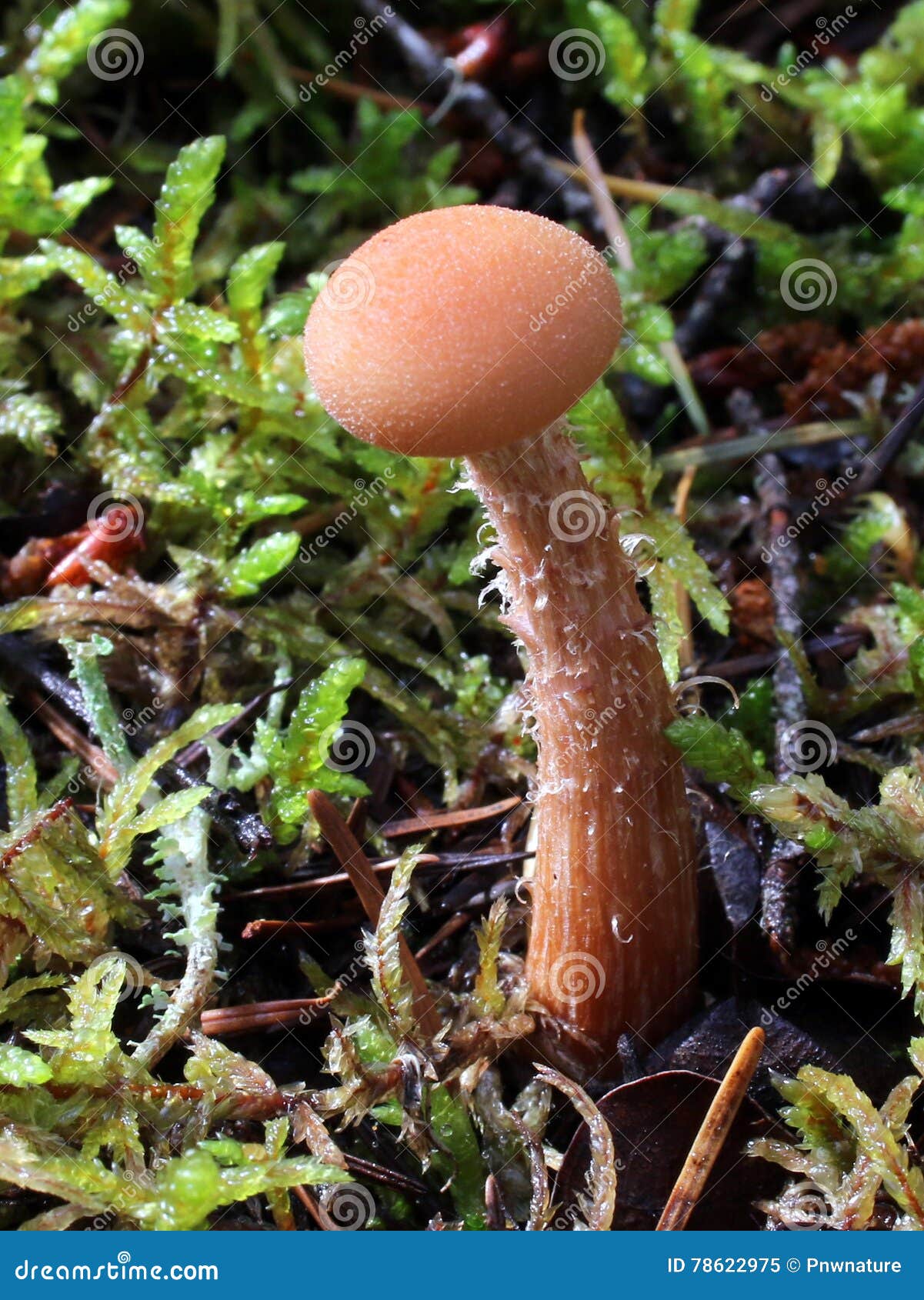 Laccaria Laccata - Deceiver Mushroom Stock Photo | CartoonDealer.com ...