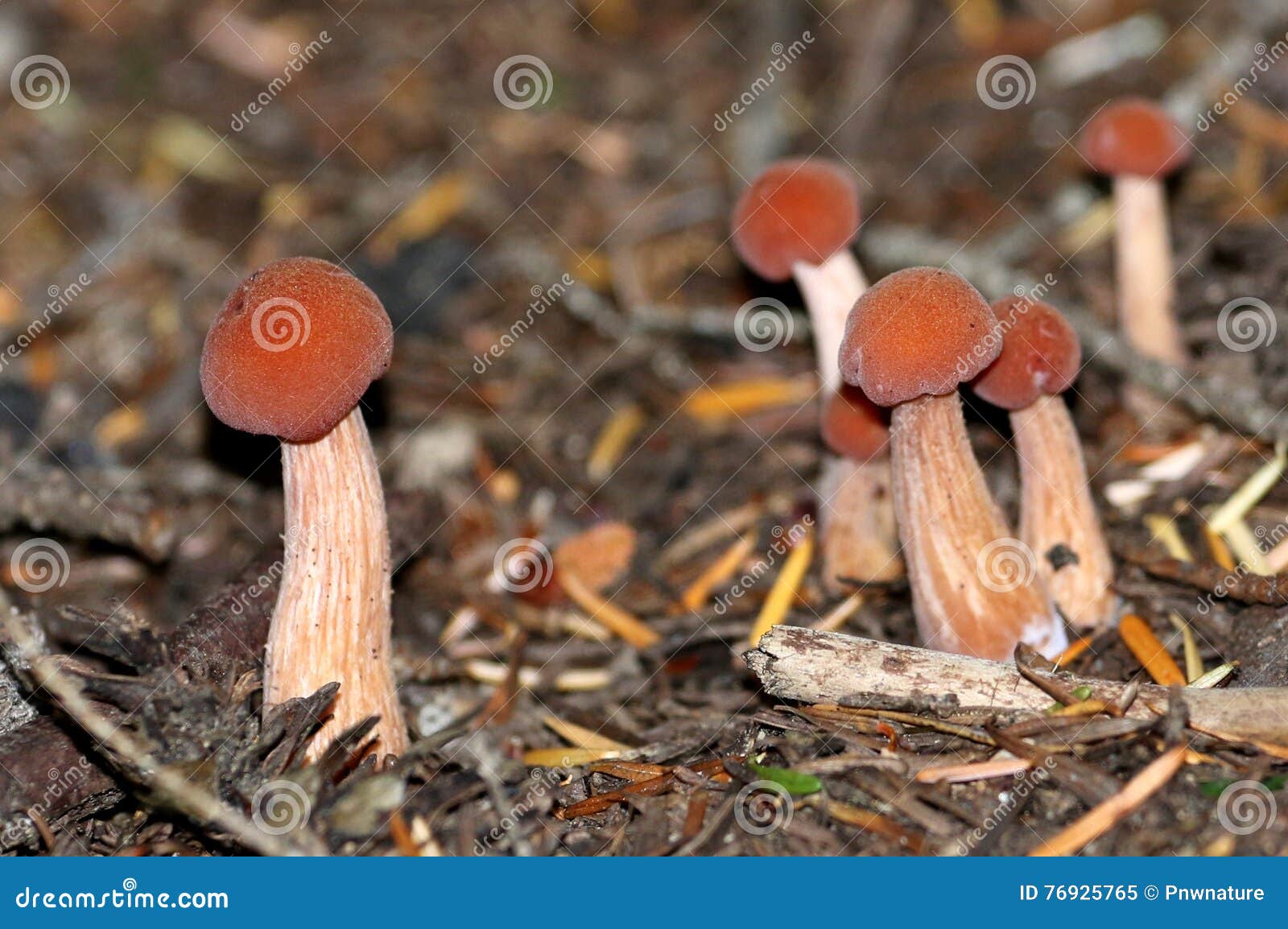 Laccaria Mushrooms stock image. Image of fungus, plant - 76925765