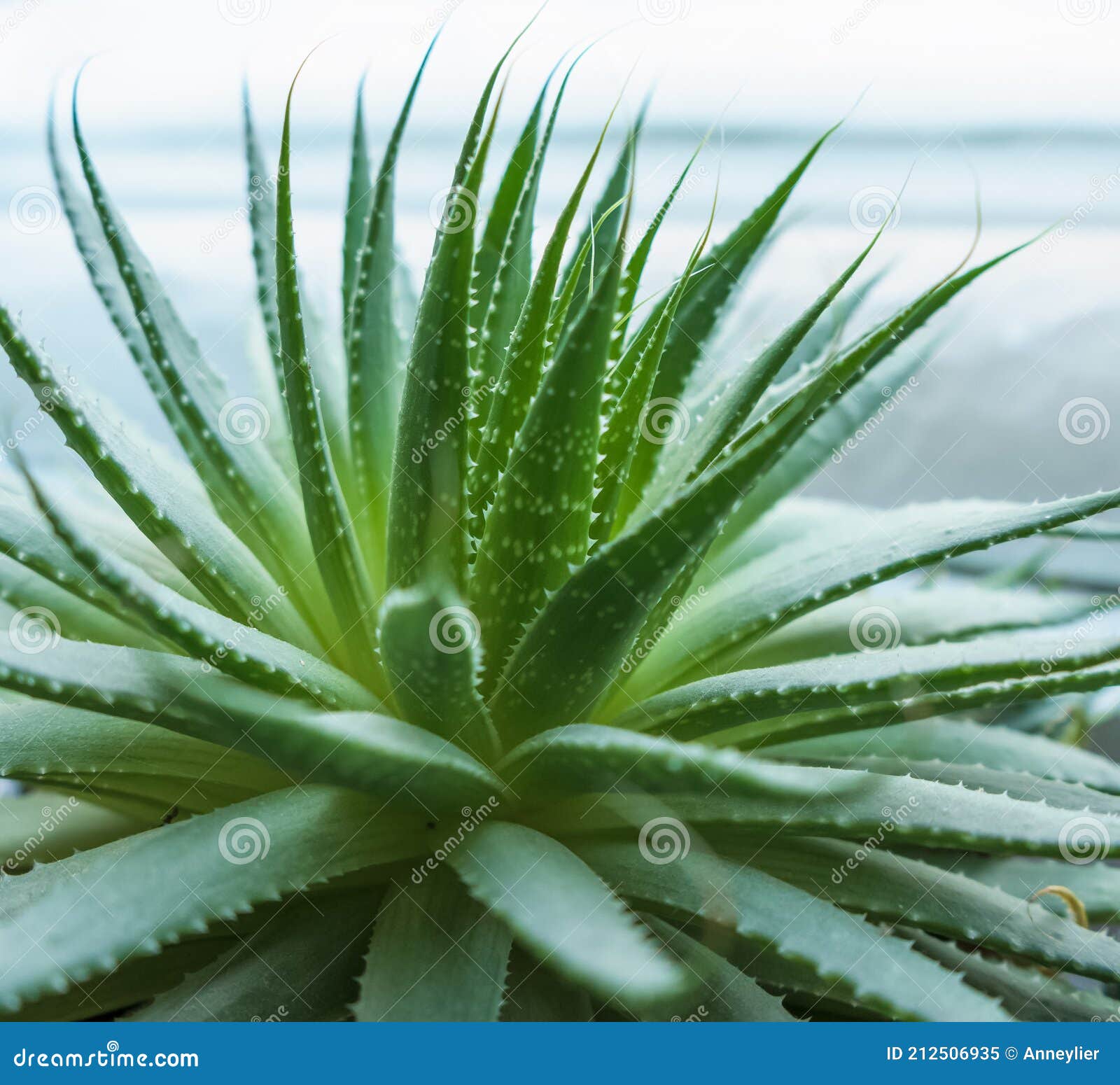 Lace aloe plant stock image. Image of cultivation, gardening - 212506935