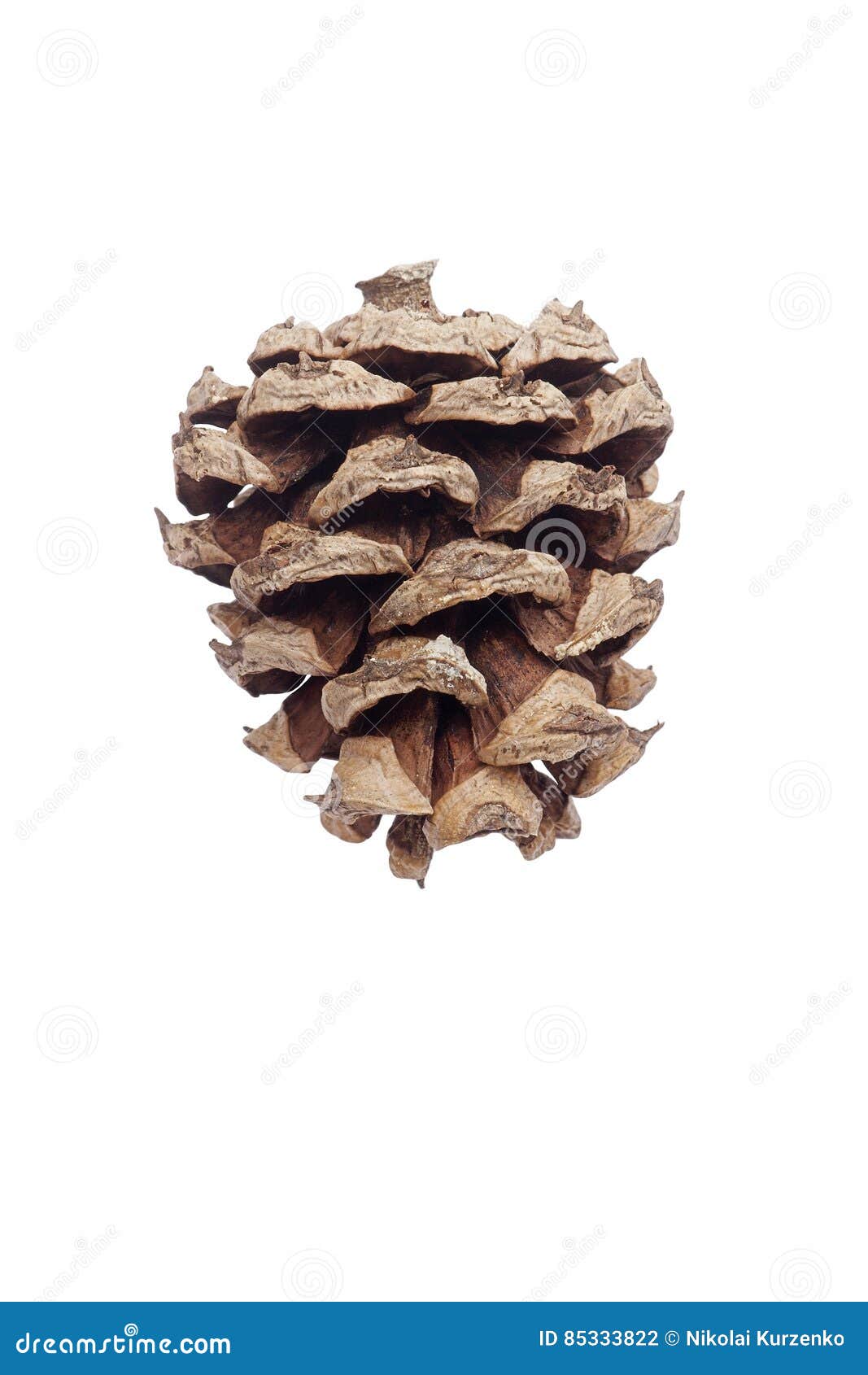 Lace Bark Elm Chinese Elm ( Ulmus Parvifolia ) Fruits ( Samara ...