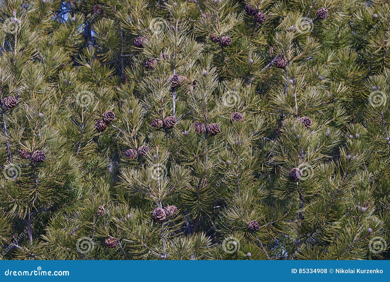 Lace-bark pine stock photo. Image of bungeana, bark, pinus - 85334908