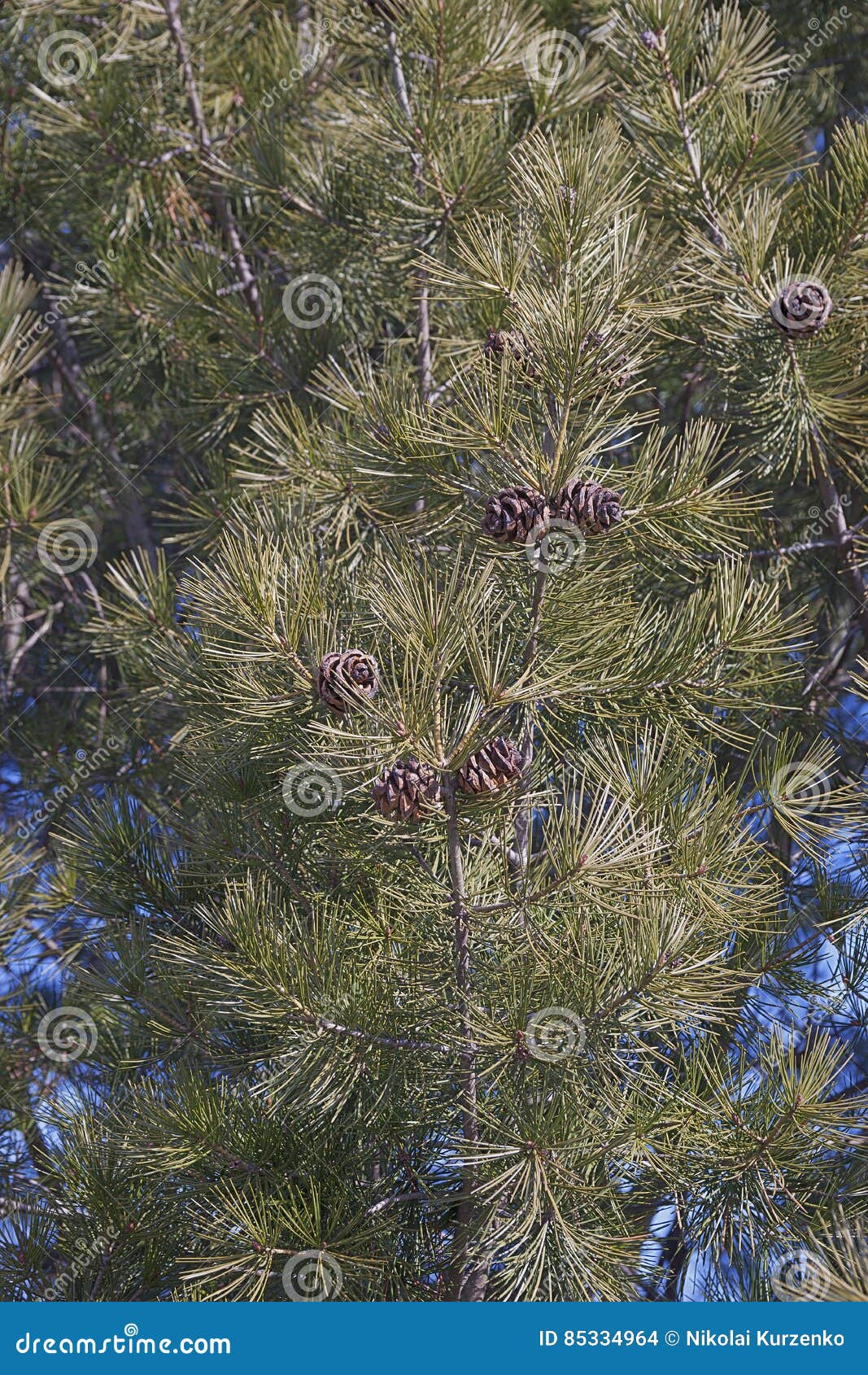 Lace-bark pine stock photo. Image of plant, vertical - 85334964