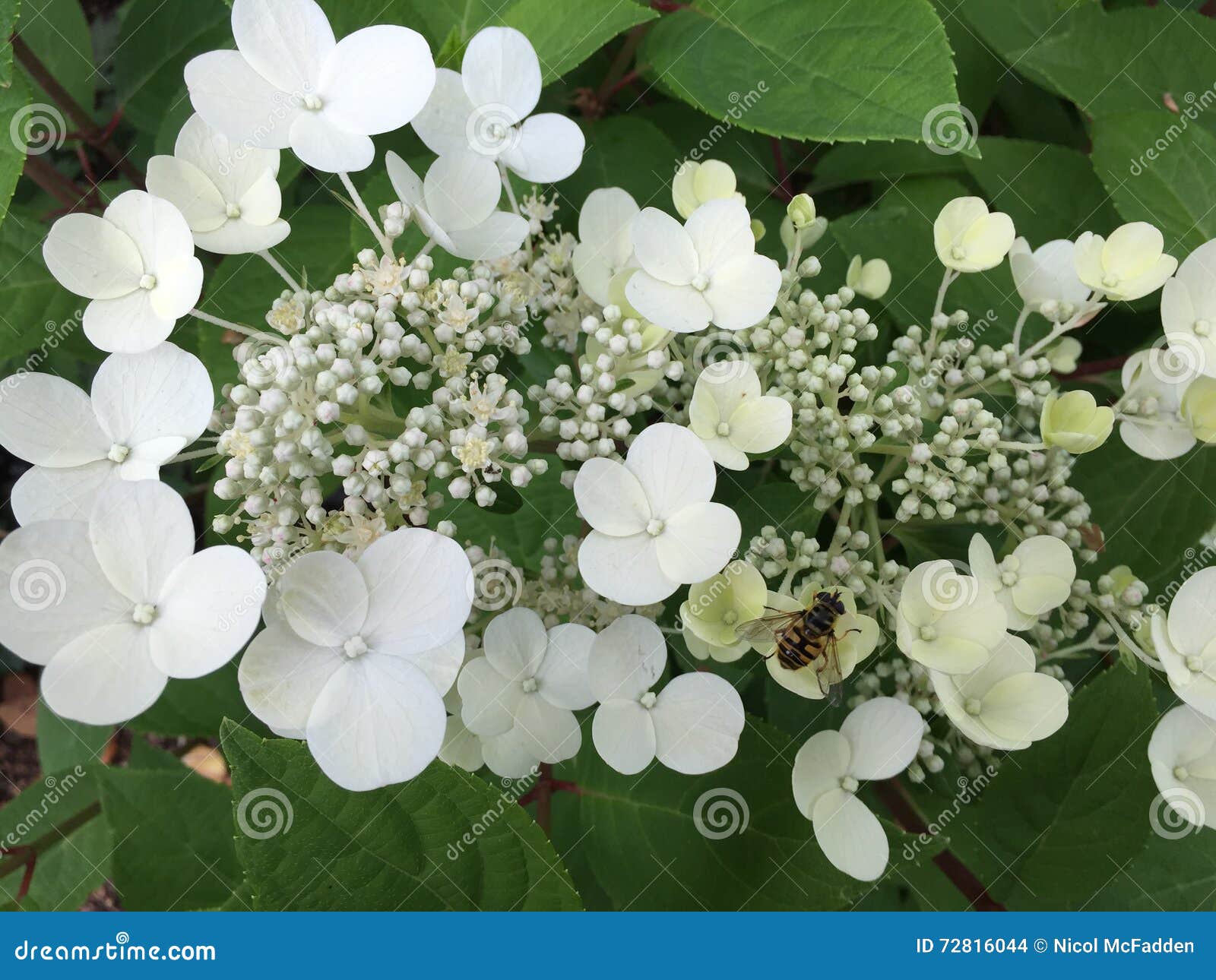Lace cap hydrangea stock photo. Image of buds, lace, blossoms - 72816044