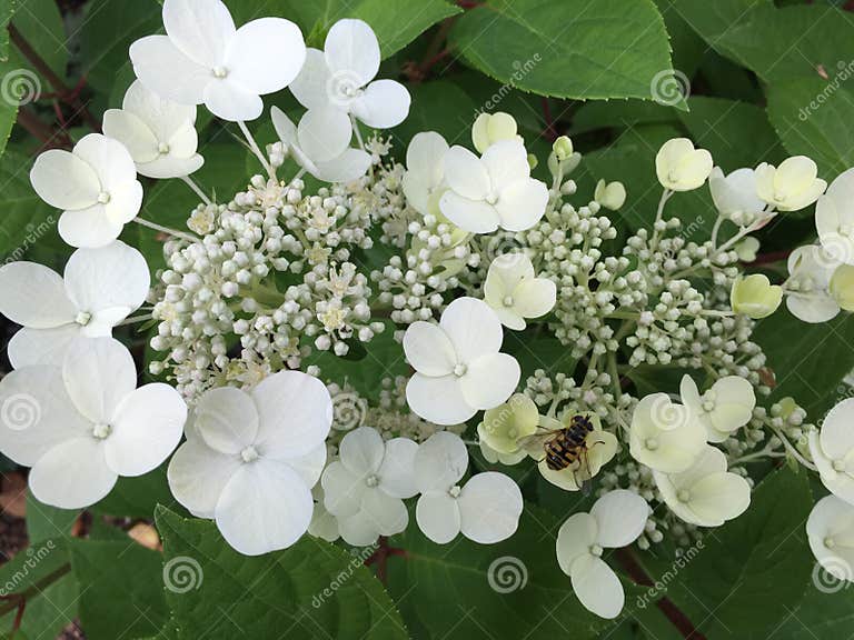 Lace cap hydrangea stock photo. Image of buds, lace, blossoms - 72816044